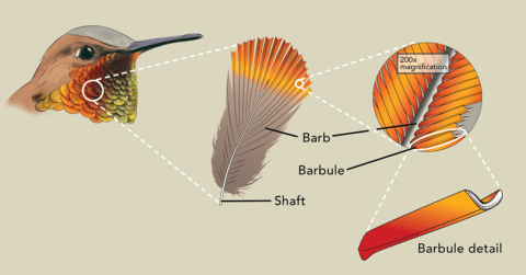 What Is the Essence of Iridescence? Ask a Hummingbird | Living Bird ...