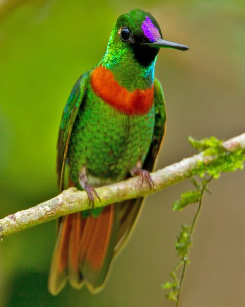 What Is the Essence of Iridescence? Ask a Hummingbird | Living Bird ...