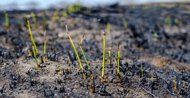 After the Fire: How A Sustainable Ranch Survived a Natural Wildfire ...