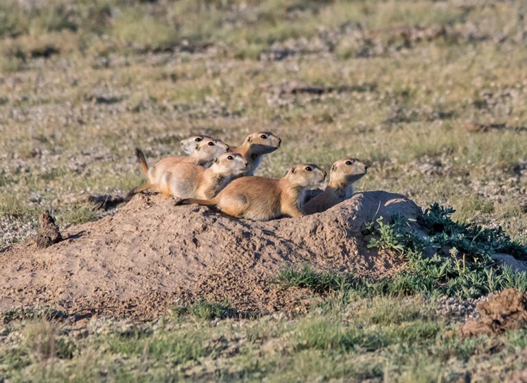 After the Fire: How A Sustainable Ranch Survived a Natural Wildfire ...