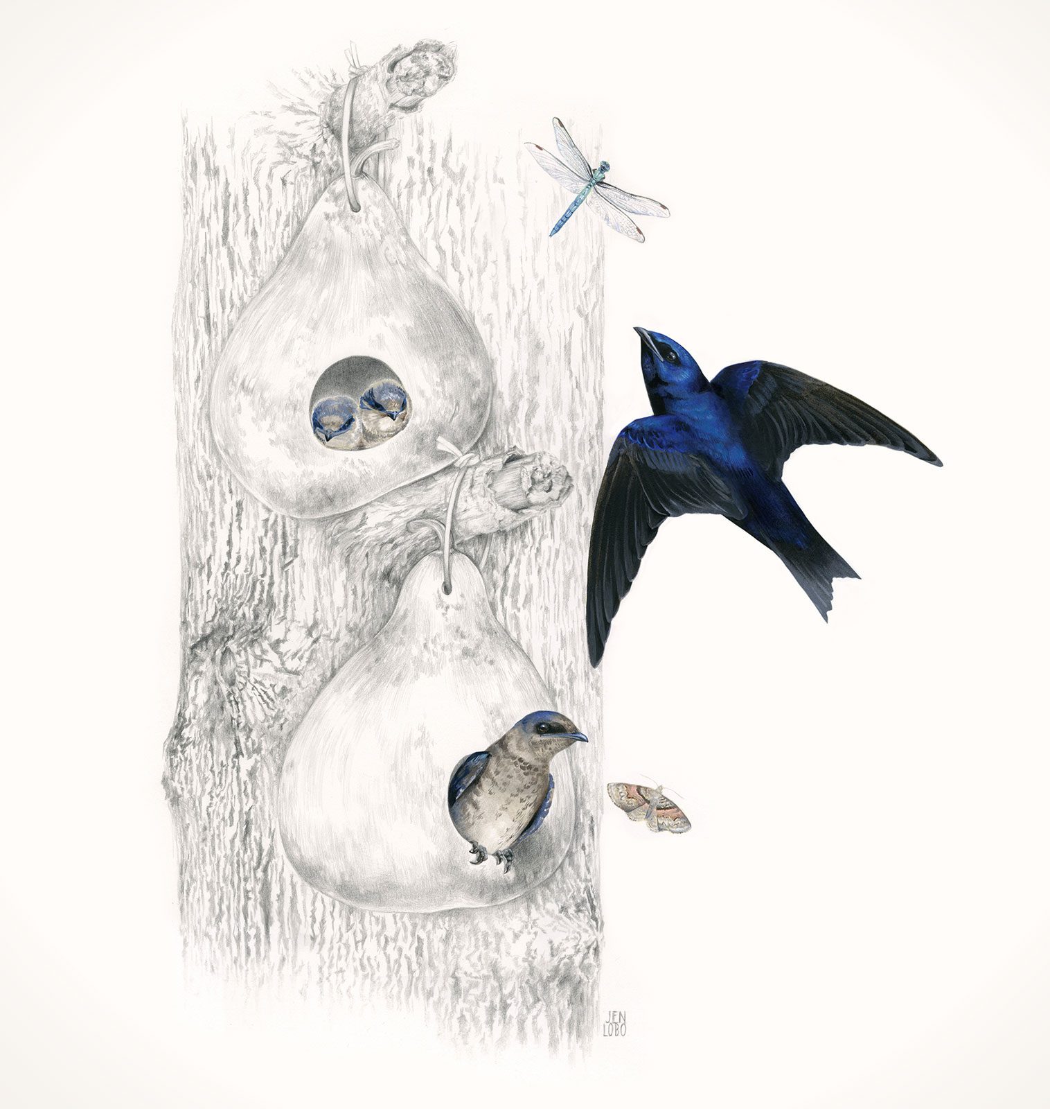 The “Purple Passion” of North America’s Purple Martin Landlords ...