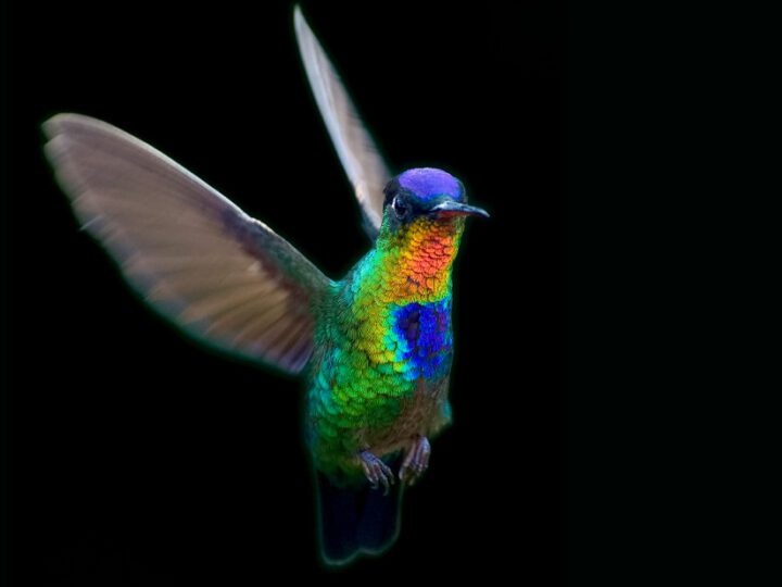 What Is the Essence of Iridescence? Ask a Hummingbird | Living Bird ...