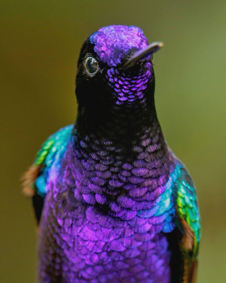 What Is the Essence of Iridescence? Ask a Hummingbird | Living Bird ...