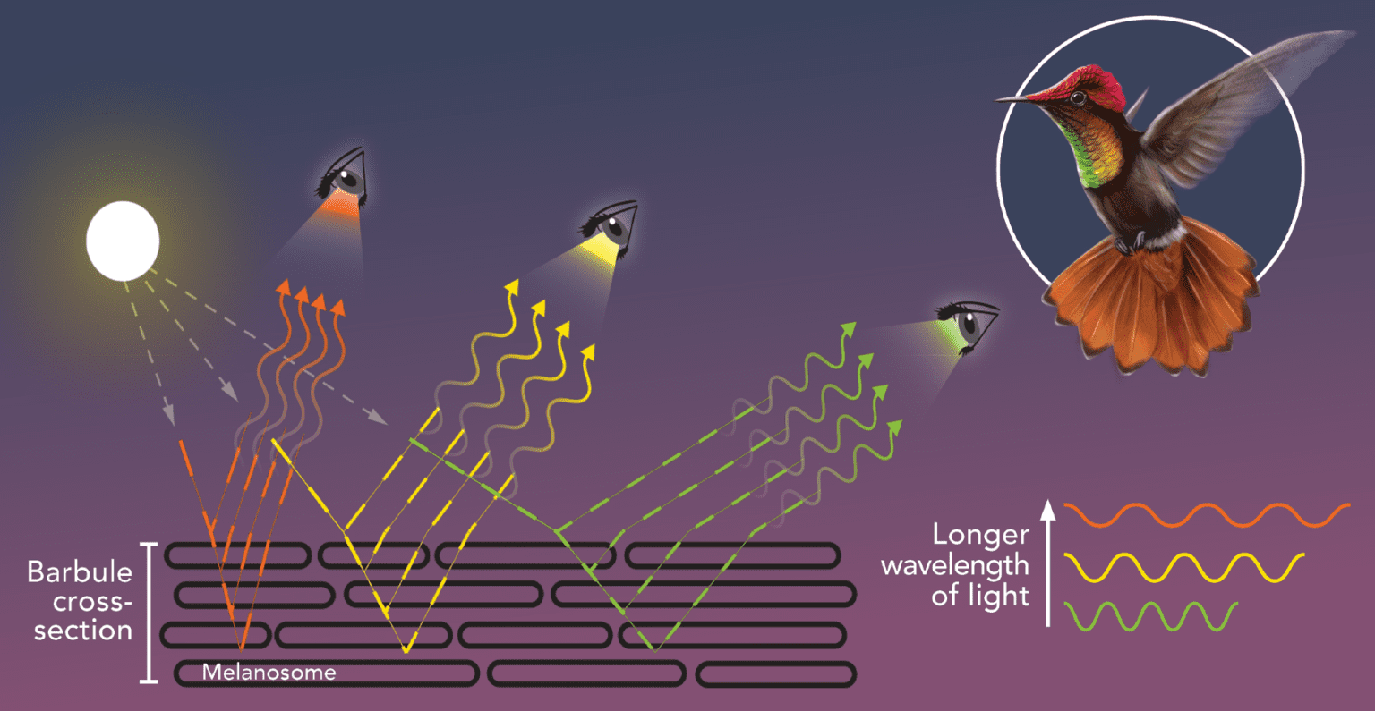 What Is the Essence of Iridescence? Ask a Hummingbird | Living Bird ...
