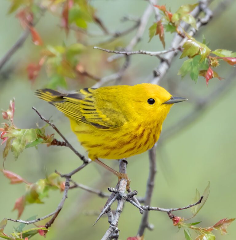 How to Photograph Fidgety Warblers | All About Birds