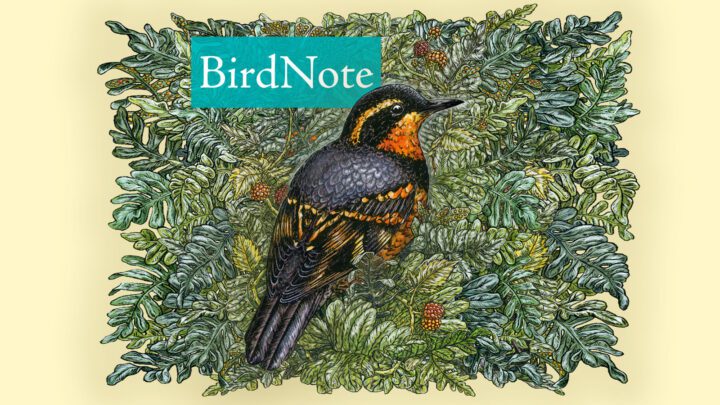 Listen to the BirdNote Podcast for Fascinating Bird Stories. New ...