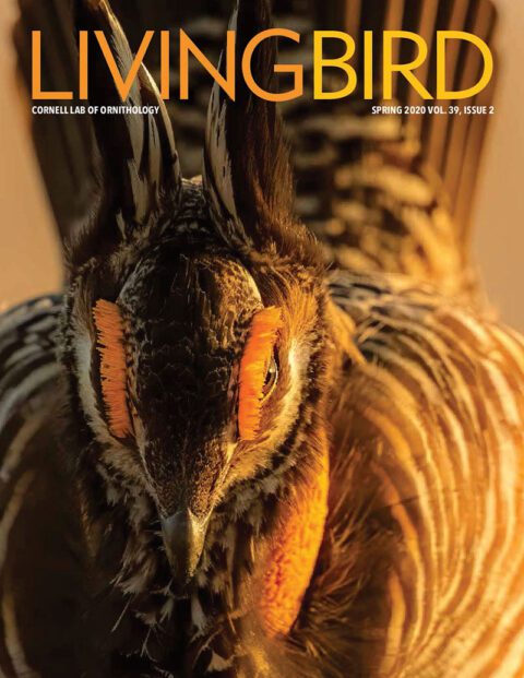 Living Bird Magazine Archives | Living Bird | All About Birds