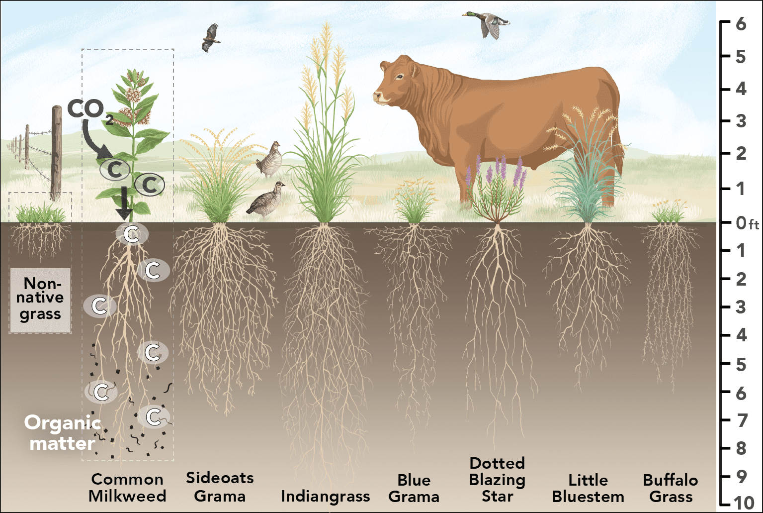 Sustainable Ranch in CO | Robert McGrath's Blog