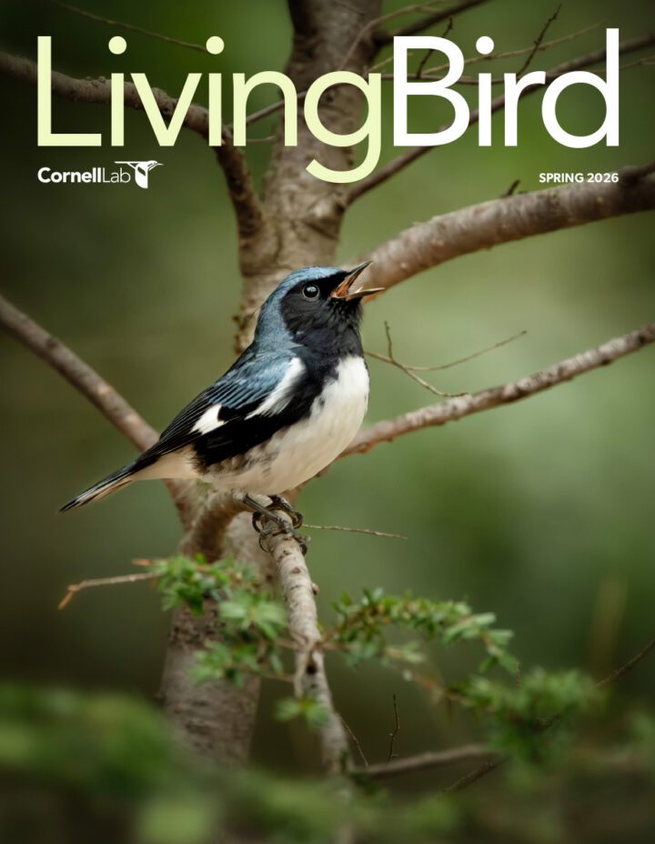 Living Bird Magazine Archives | Living Bird | All About Birds
