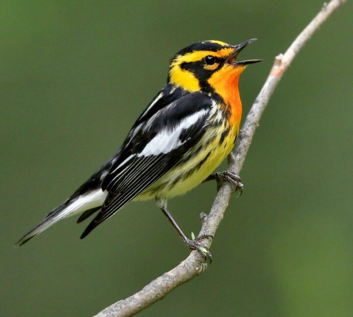 Q&A: Catching Up with Christian Cooper, Host of "Extraordinary Birder ...