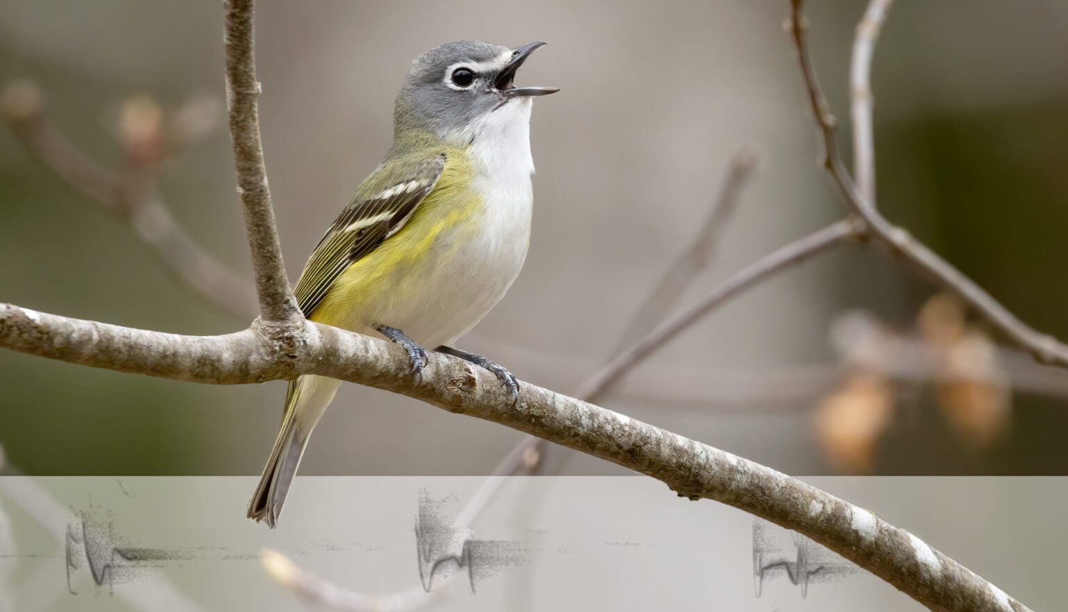 What Conservation Sounds Like | Living Bird | All About Birds