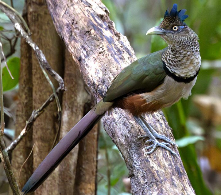 Two Expeditions Highlight the Work of Women Ornithologists in Colombia ...