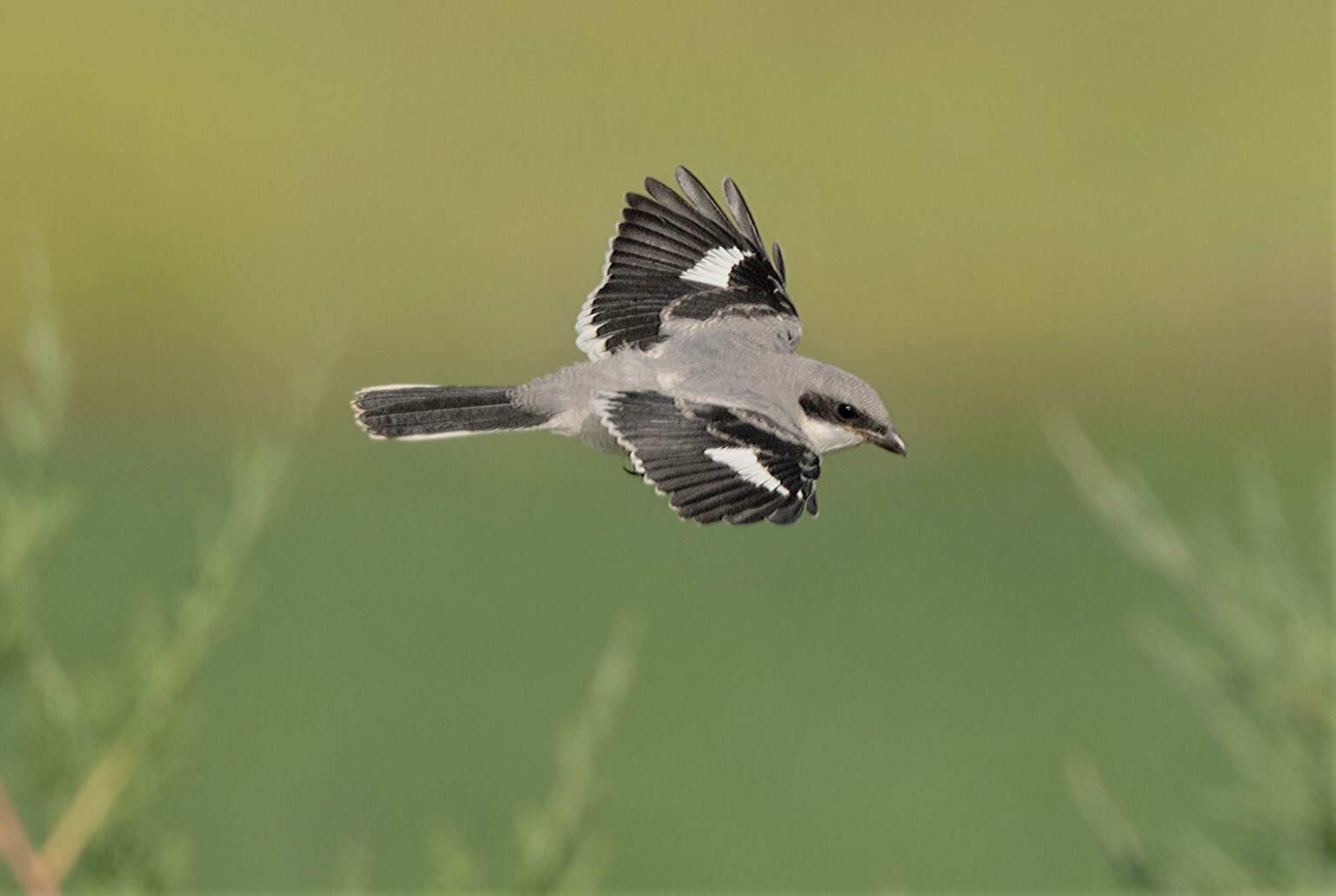 Battling a Green Glacier: How a Native Tree Became a Threat to Nebraska ...