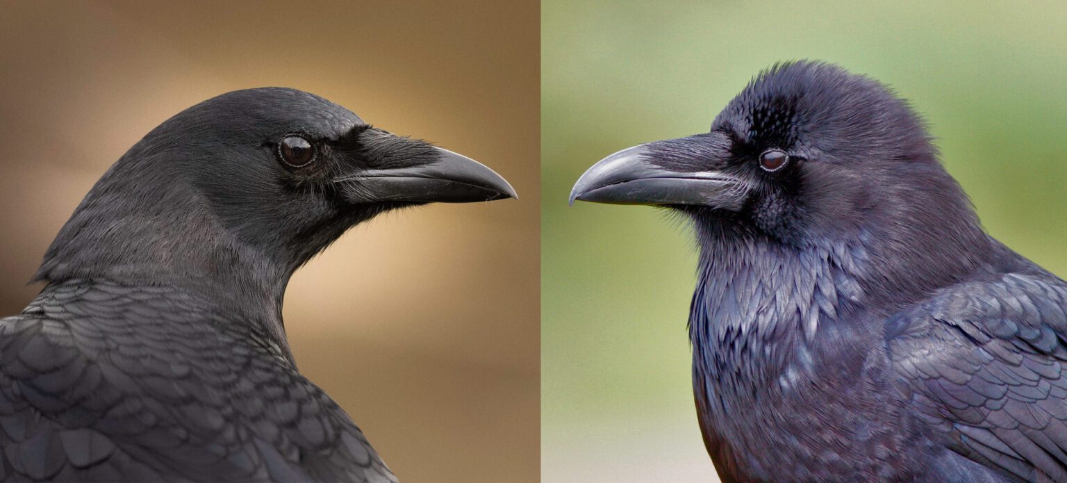 How to Tell Crows and Ravens Apart by Sight and Sound | All About Birds