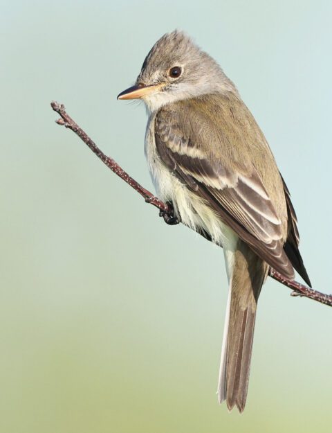 Endangered Willow Flycatchers in San Diego Are Adapting to Climate ...