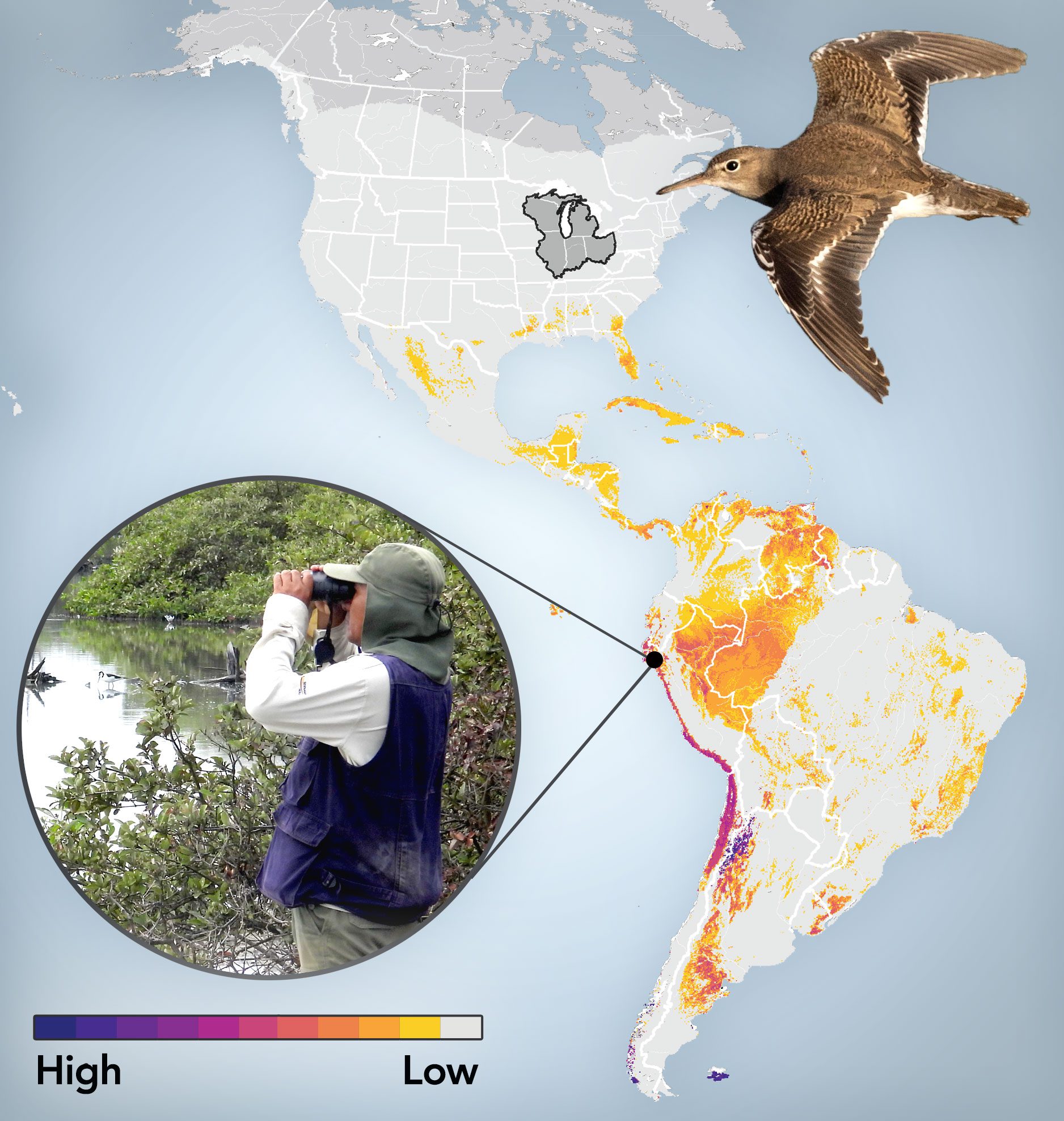 New Migration Maps Help Birders and Scientists Find Their Sister Cities ...