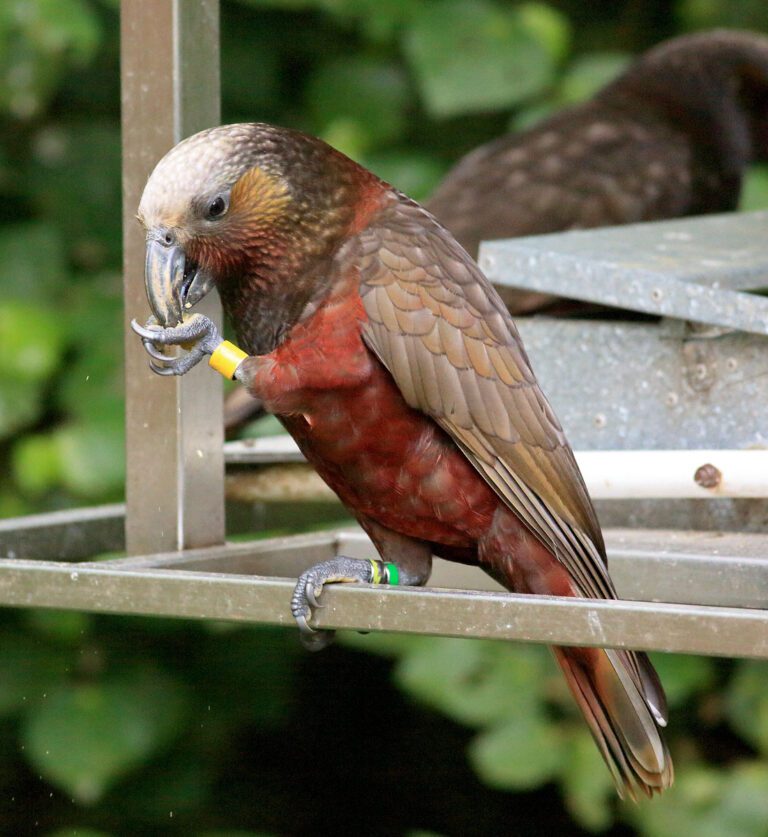 A Fifth of All Bird Species Occur in Cities. Could Urban Living Be Made ...