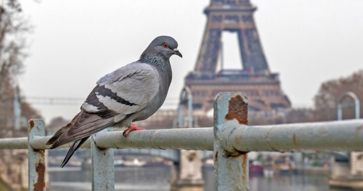 A Fifth of All Bird Species Occur in Cities. Could Urban Living Be Made ...