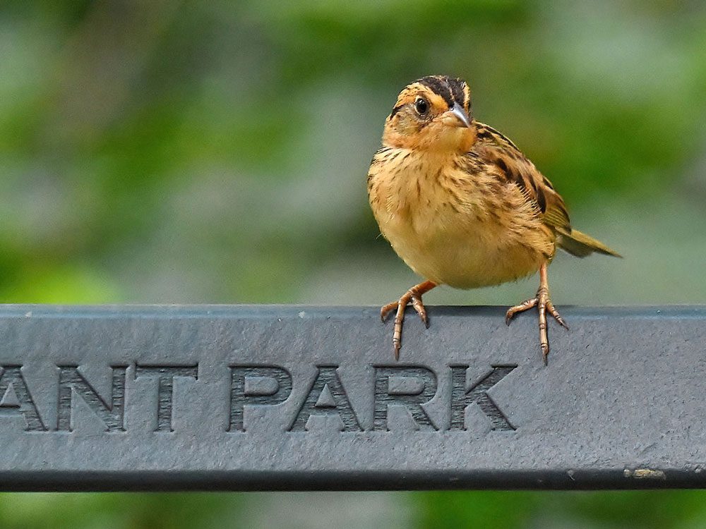 A Fifth of All Bird Species Occur in Cities. Could Urban Living Be Made ...