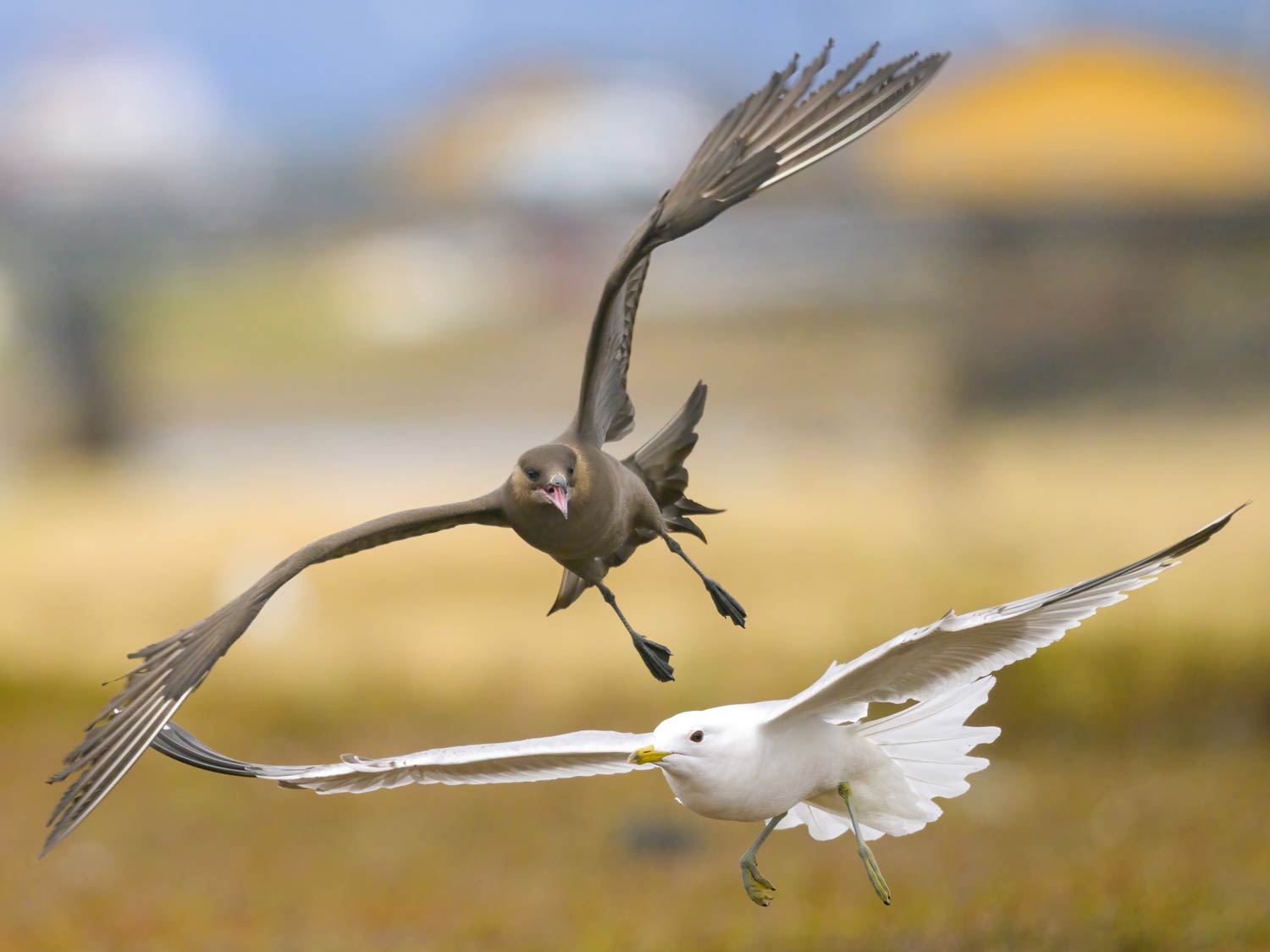 Macaulay Library’s Best Bird Photos 2024 | Living Bird | All About Birds