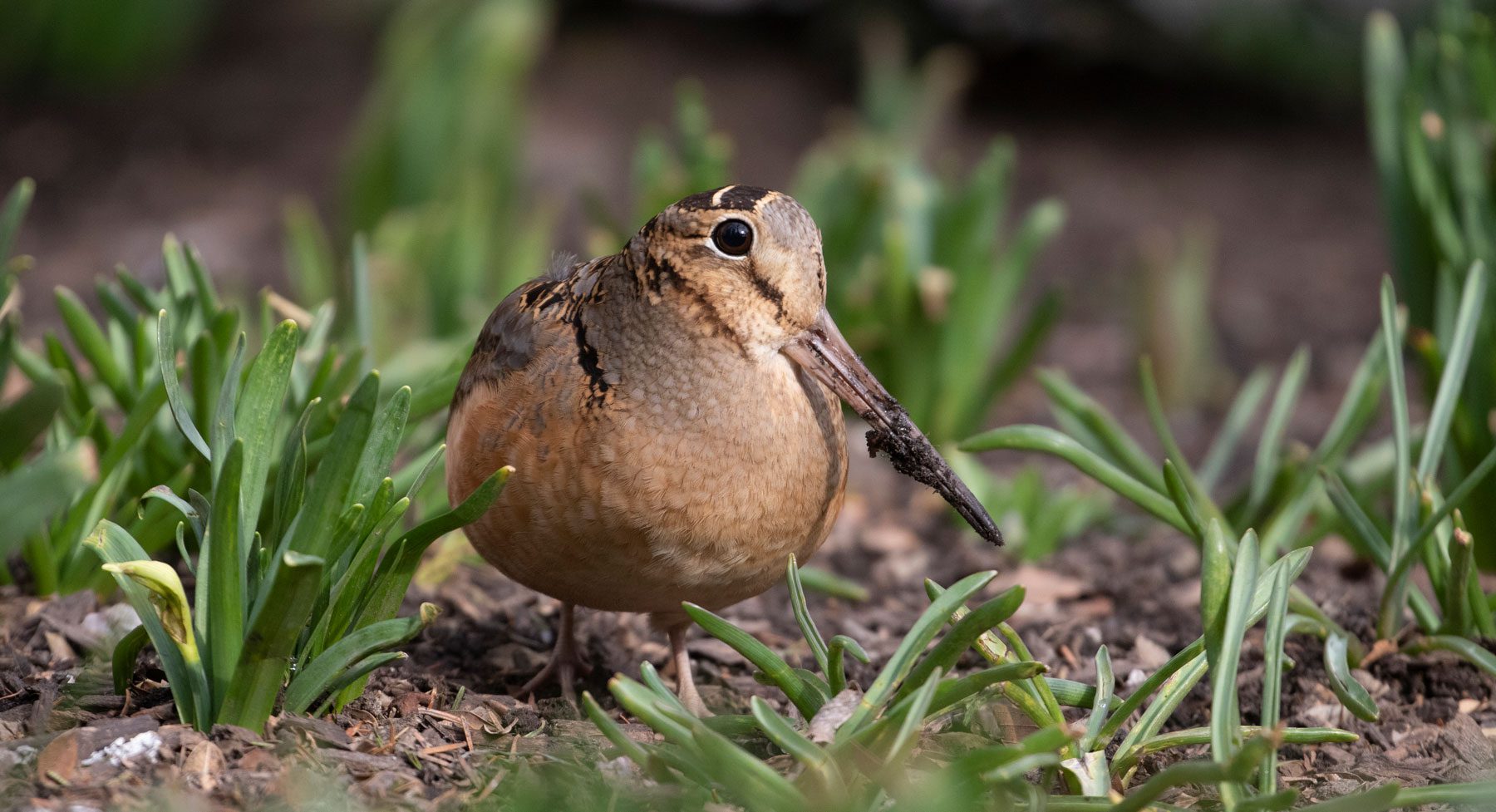 Find More Birds with These 8 Suggestions for Your Birding Routine ...