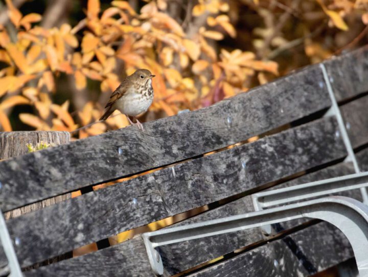 Find More Birds with These 8 Suggestions for Your Birding Routine ...