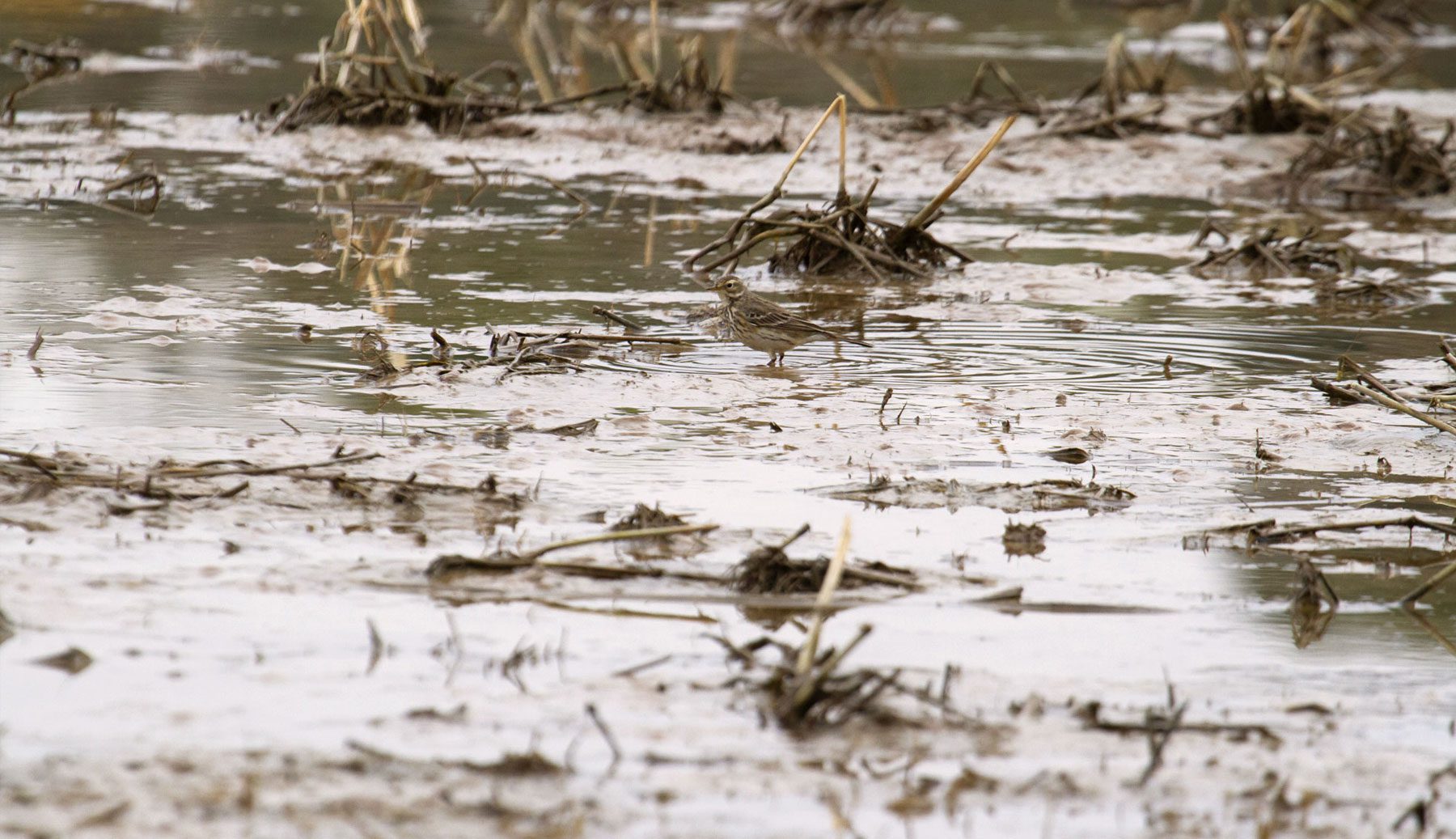 Find More Birds with These 8 Suggestions for Your Birding Routine ...
