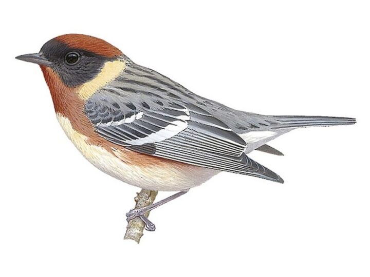 A Single Night of Bird Collisions in Chicago Points to the Need for ...