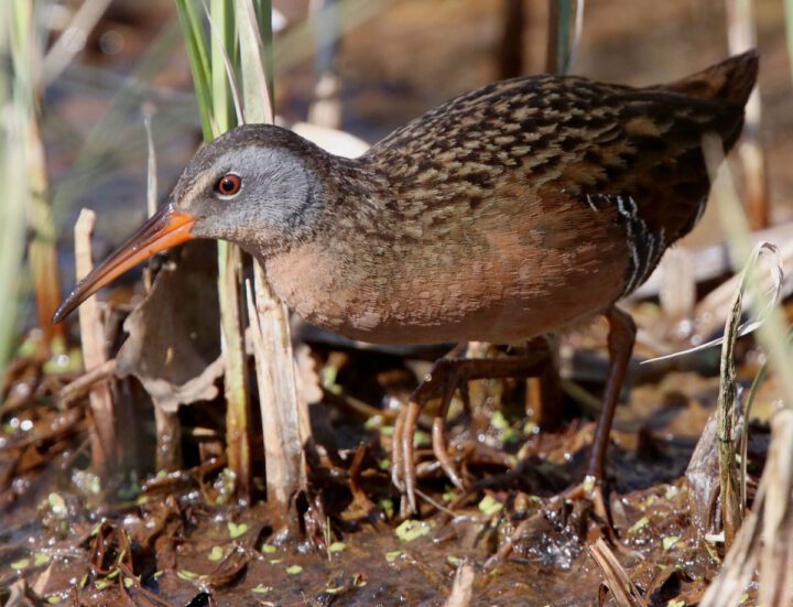 Team Sapsucker Finds 203 Species in the Great Lakes for Big Day 2024 ...