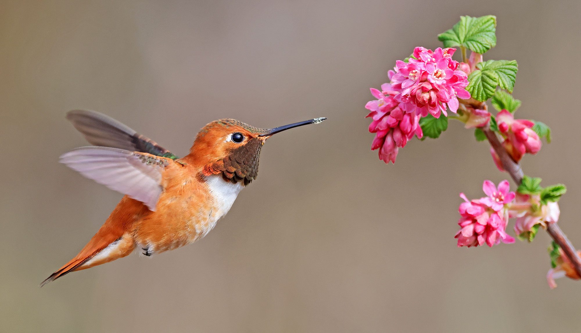 9 Hummingbird Species to Look Out for This Summer | All About Birds