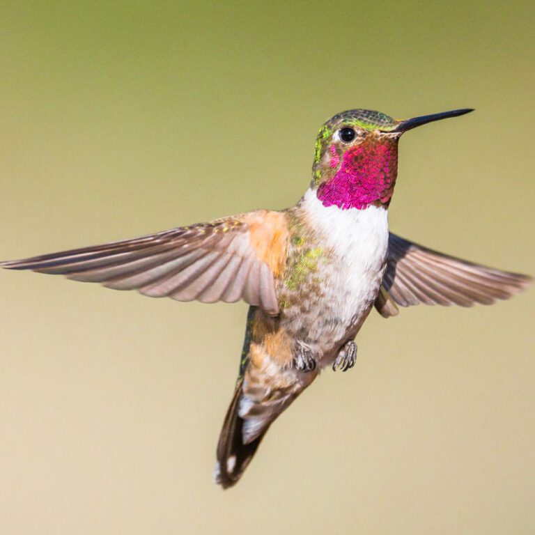 9 Hummingbird Species to Look Out for This Summer | All About Birds