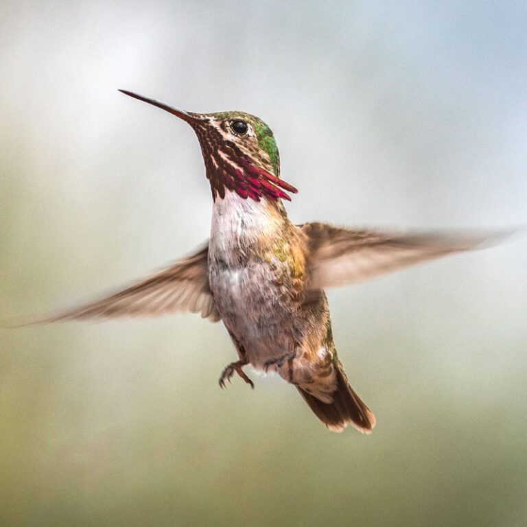 9 Hummingbird Species to Look Out for This Summer | All About Birds