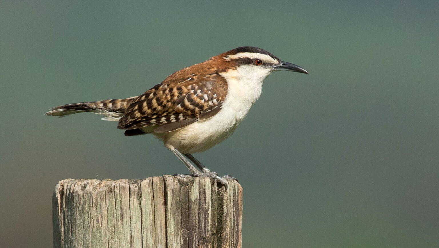 Toward a Unified List of the World’s Bird Species | All About Birds