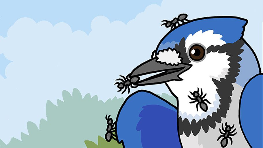 Birdword: An Illustrated Guide to Some Tongue-Twisting Ornithological ...