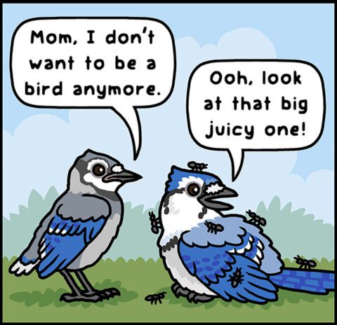 Birdword: An Illustrated Guide to Some Tongue-Twisting Ornithological ...