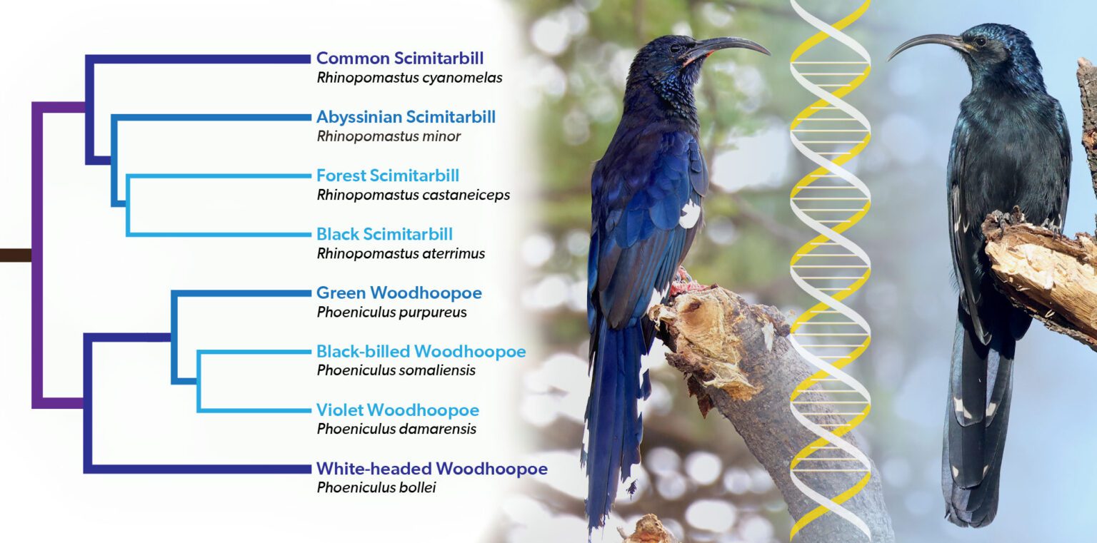 Quiz: Can You Pick the Closest Relatives on the Tree of Avian Evolution ...