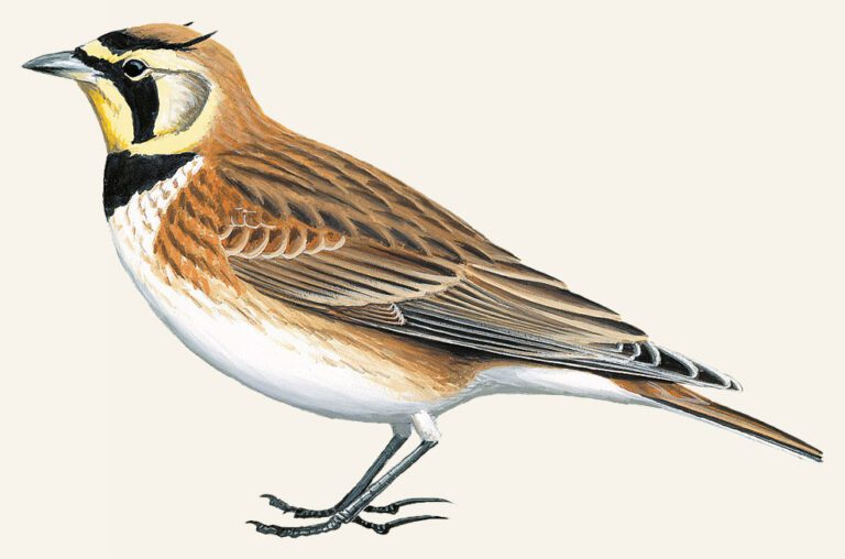 Quiz: Can You Pick the Closest Relatives on the Tree of Avian Evolution ...