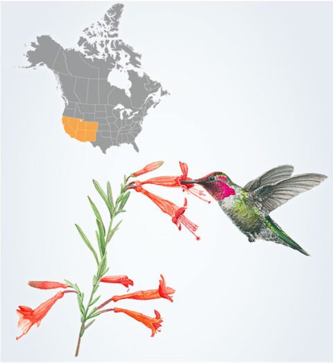 To Bring Birds to Your Garden, Grow Native Plants: Here’s How to Get ...