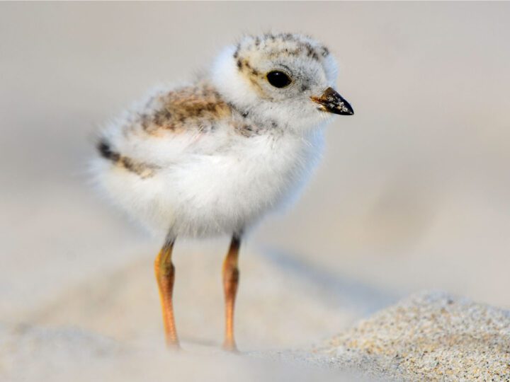 News & Features | All About Birds