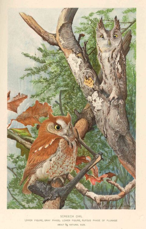 The Art of Birds, The Science of Birds | All About Birds