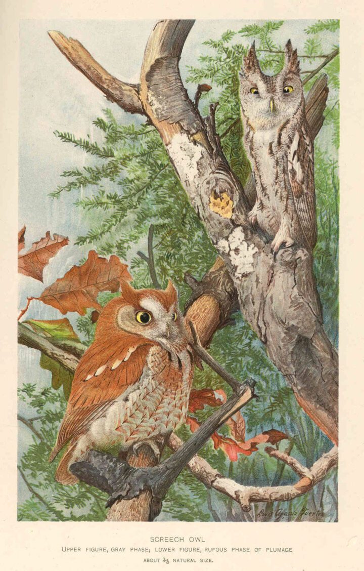 The Art of Birds, The Science of Birds | All About Birds