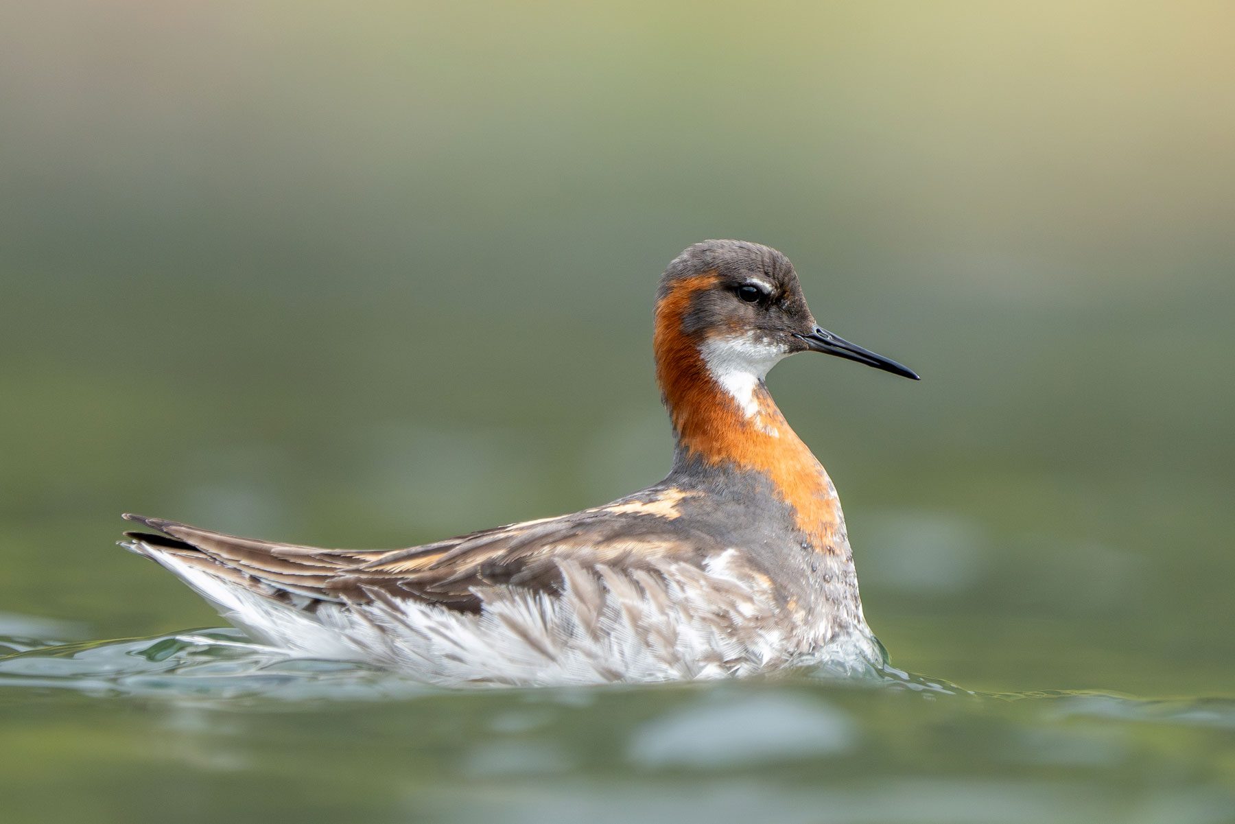 Photo Gallery: Meet The "Cosmopolitan" Birds That Occur All Over the ...