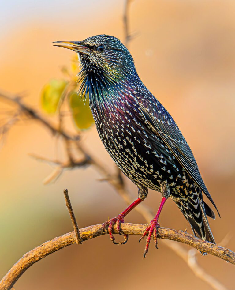 Photo Gallery: Meet The "Cosmopolitan" Birds That Occur All Over the ...