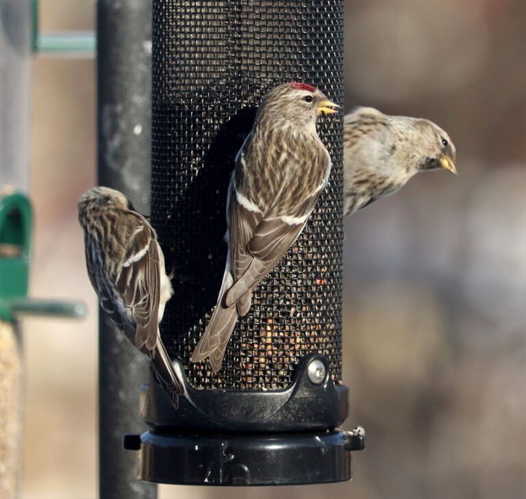 How to Choose the Right Kind of Bird Feeder | All About Birds