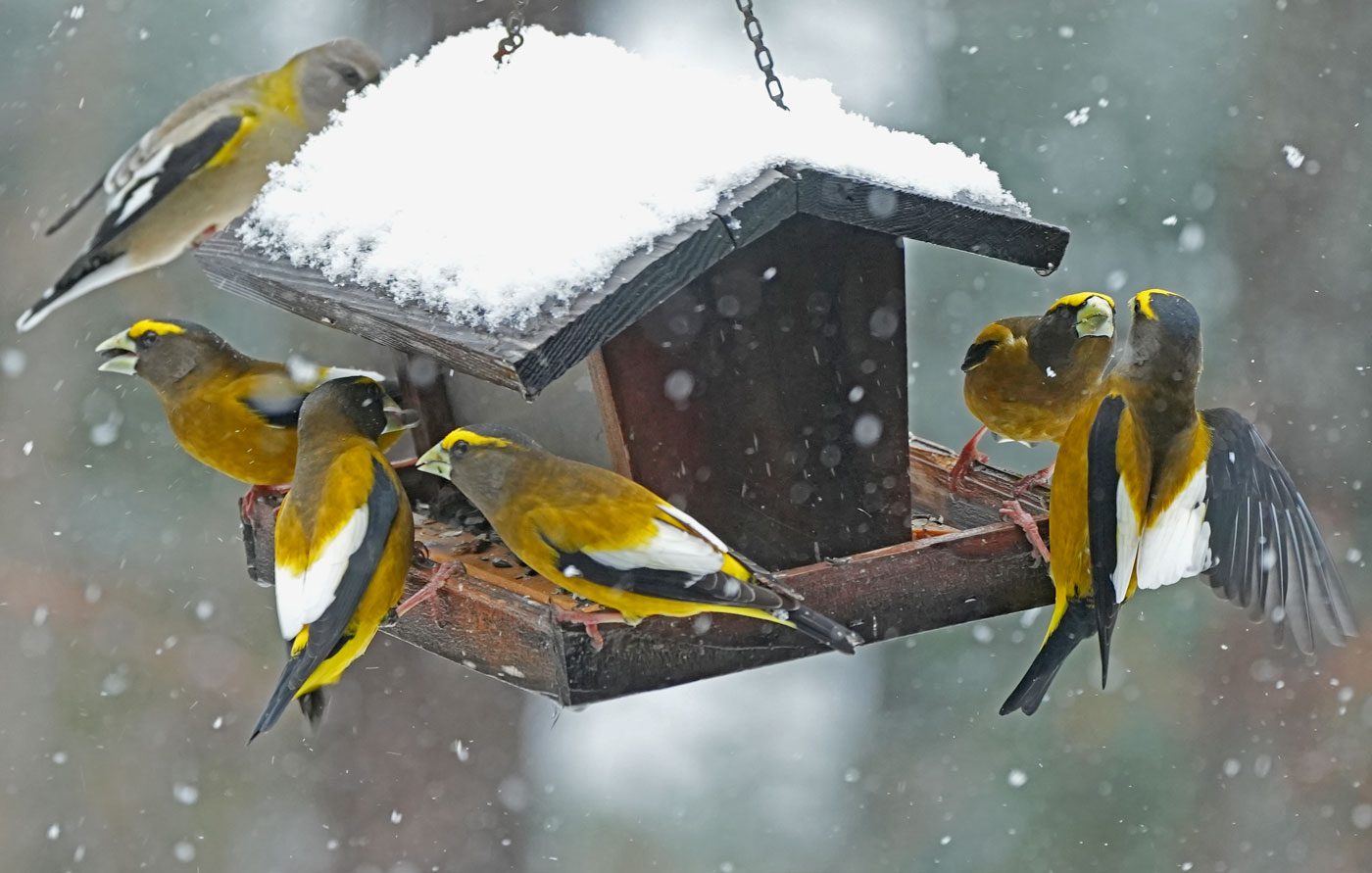 How to Choose the Right Kind of Bird Feeder | All About Birds