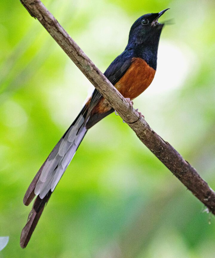 Inside the Indonesian Songbird Trade | Living Bird | All About Birds