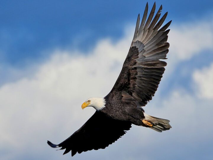 It’s Official: Bald Eagle Is America’s Bird | All About Birds