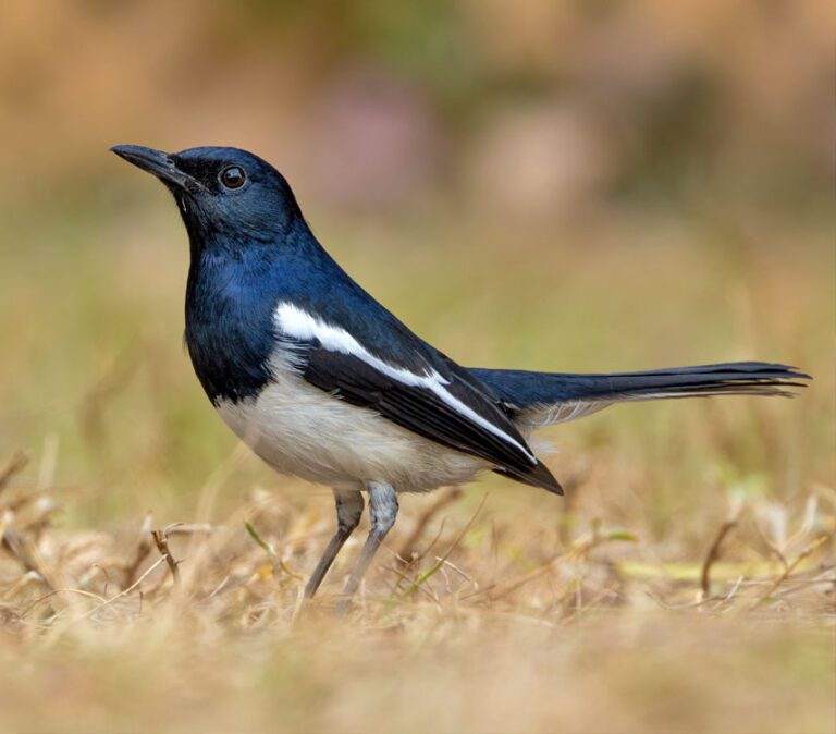 Inside the Indonesian Songbird Trade | Living Bird | All About Birds
