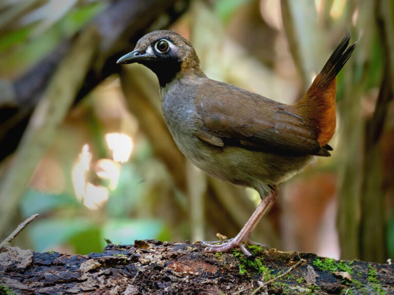 Lessons from Forging the Migratory Bird Treaty Act of 1918 | Living ...