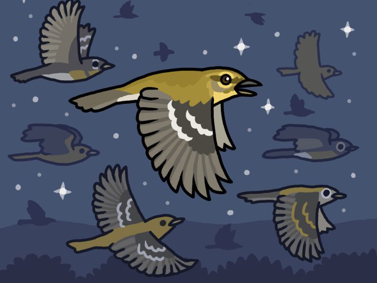 Living Bird Spring 2024—Table Of Contents | Living Bird | All About Birds